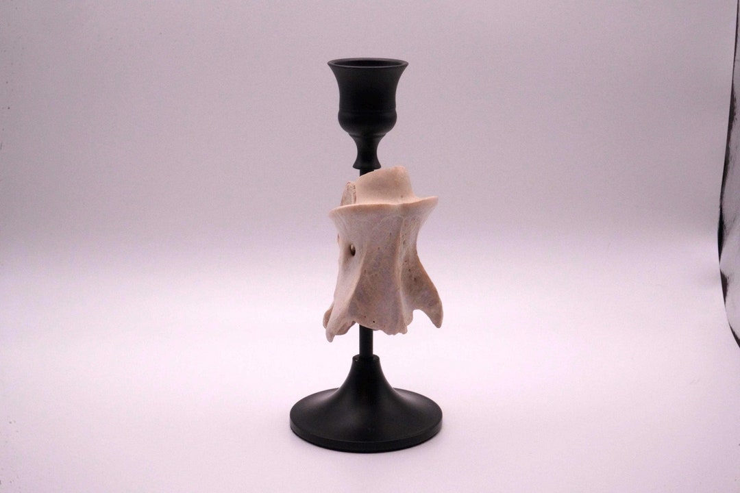 Deer Spine Candlestick Genuine Bone Vertebrae Black Candle Holder Small ...