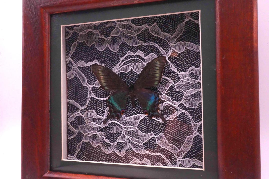 Entomology Frame, Pinned Butterfly Convex Glass Flower Display - Etsy