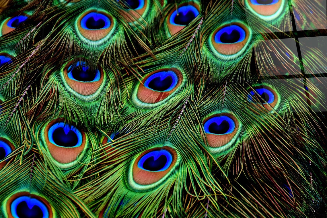 Peacock Texture Wall Art Glass Printing | Etsy