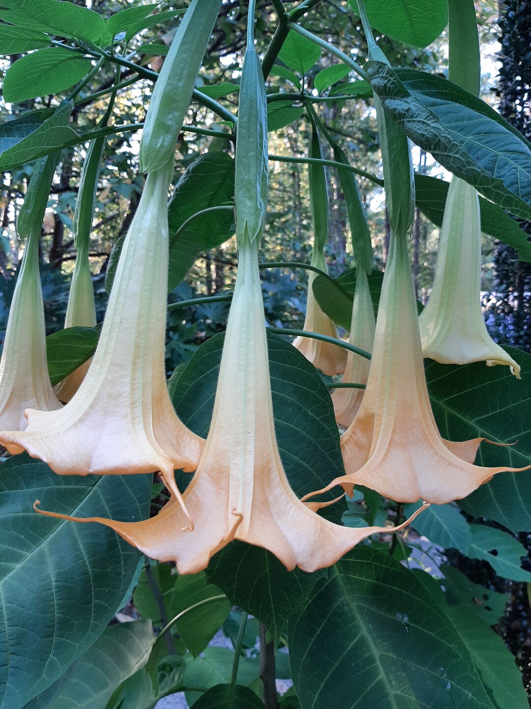 Brugmansia, Angles Trumpet Plant, 10 to 12 - Etsy
