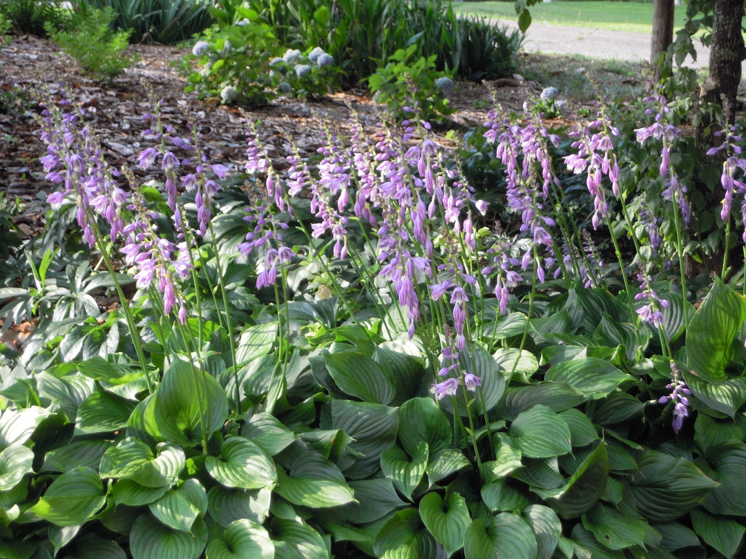 Purple Sensation Hosta Plants - Etsy