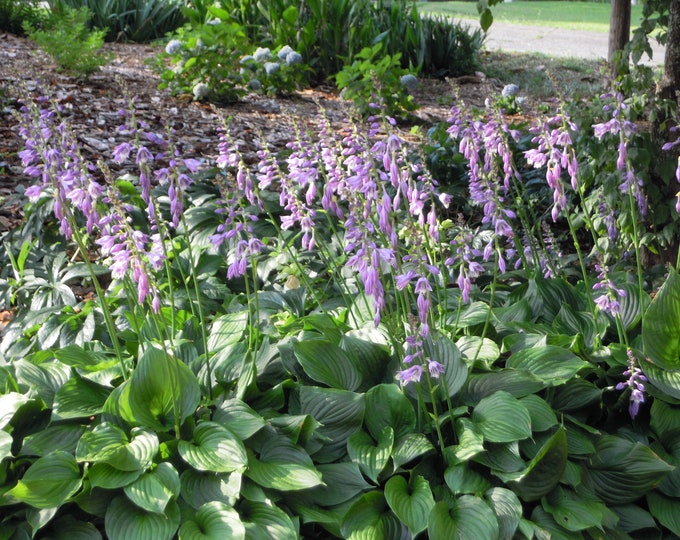 Purple Sensation Hosta Plants - Etsy