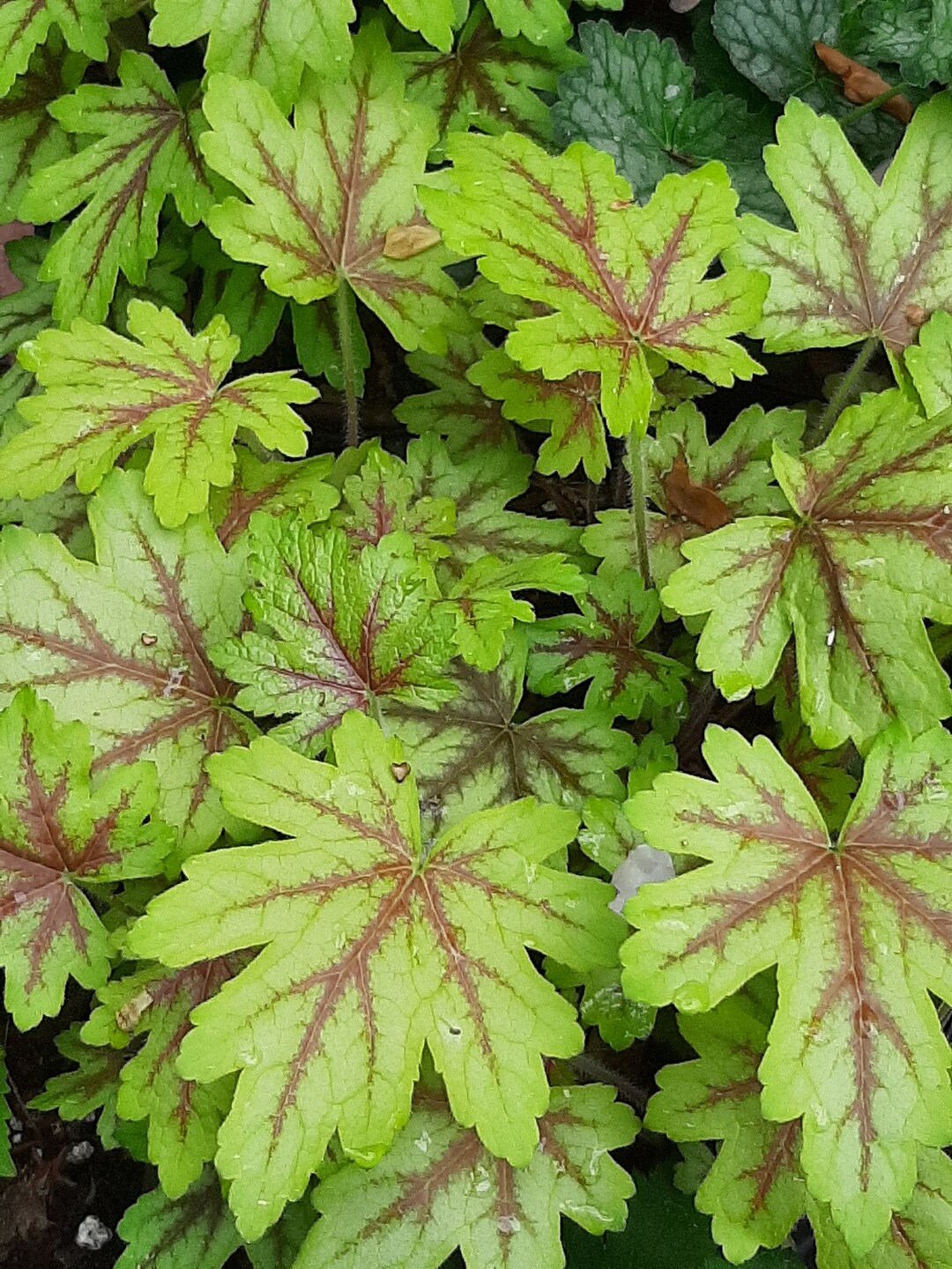 3 Heuchera Coral Bell Plants - Etsy