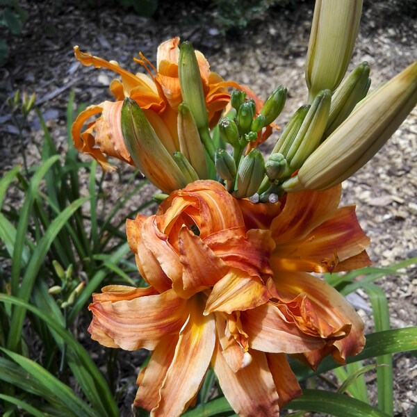 Orange Daylilies - Etsy