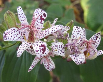 Blue Wonder Toad Lily Flower Bulb Stunning Easy to Grow - Etsy