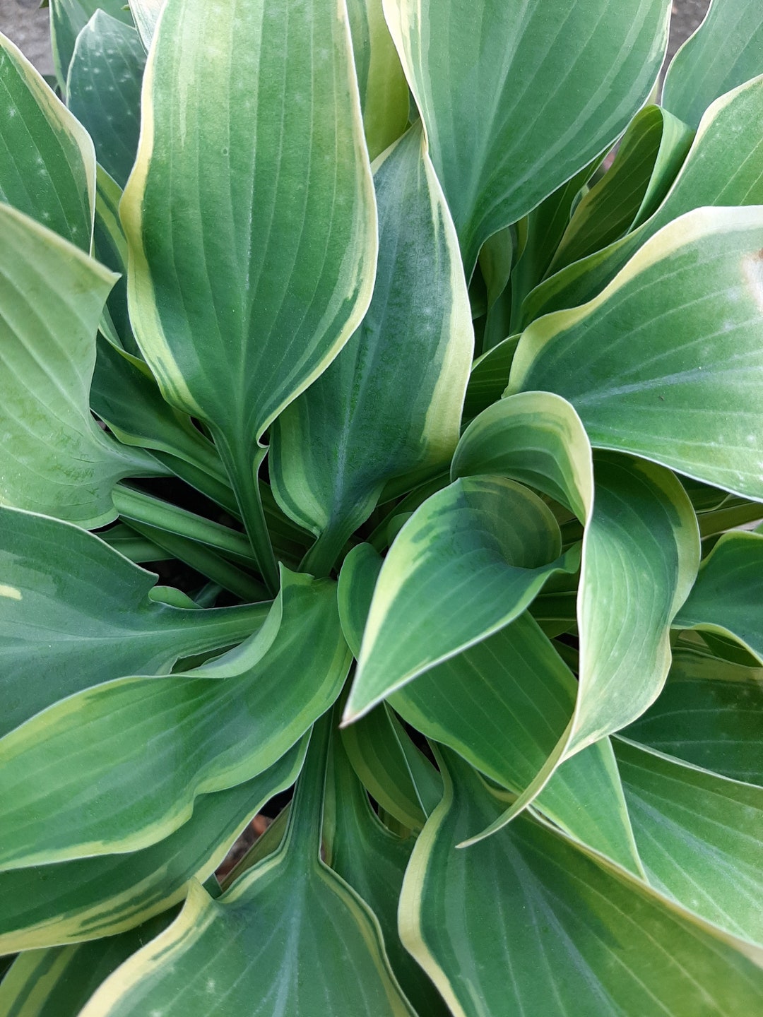 5 Wolverine Hosta Plants - Etsy