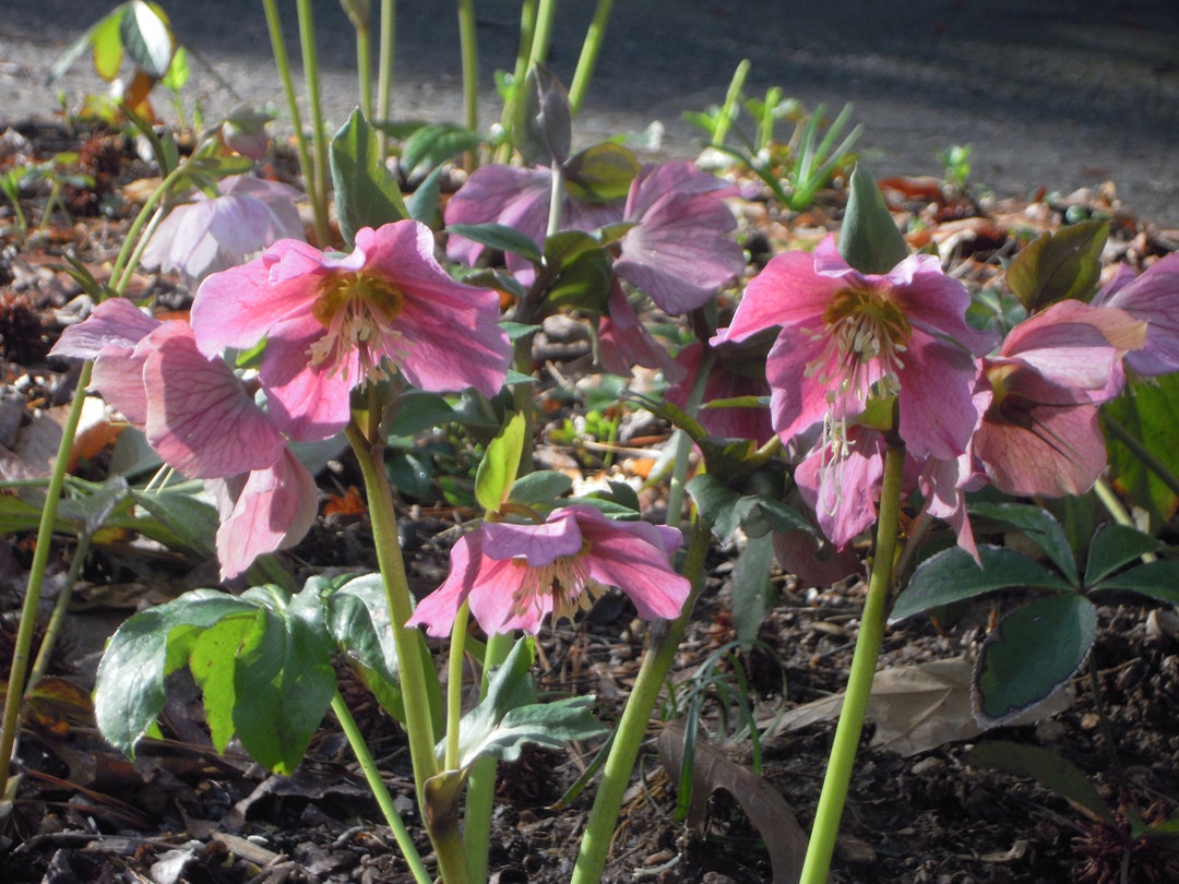 5 Large (3 -4 Year Old) Lenten Rose Plants - Mixed Color - Etsy