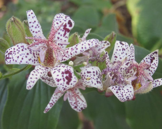 Blue Toad Lily Starter Plant Tricyrtis 'sinonome' - Etsy