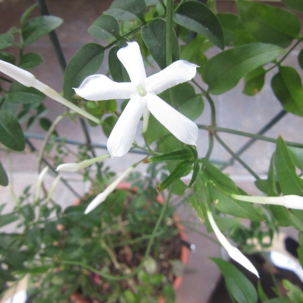 Virajaji Jasmine Plant - Etsy