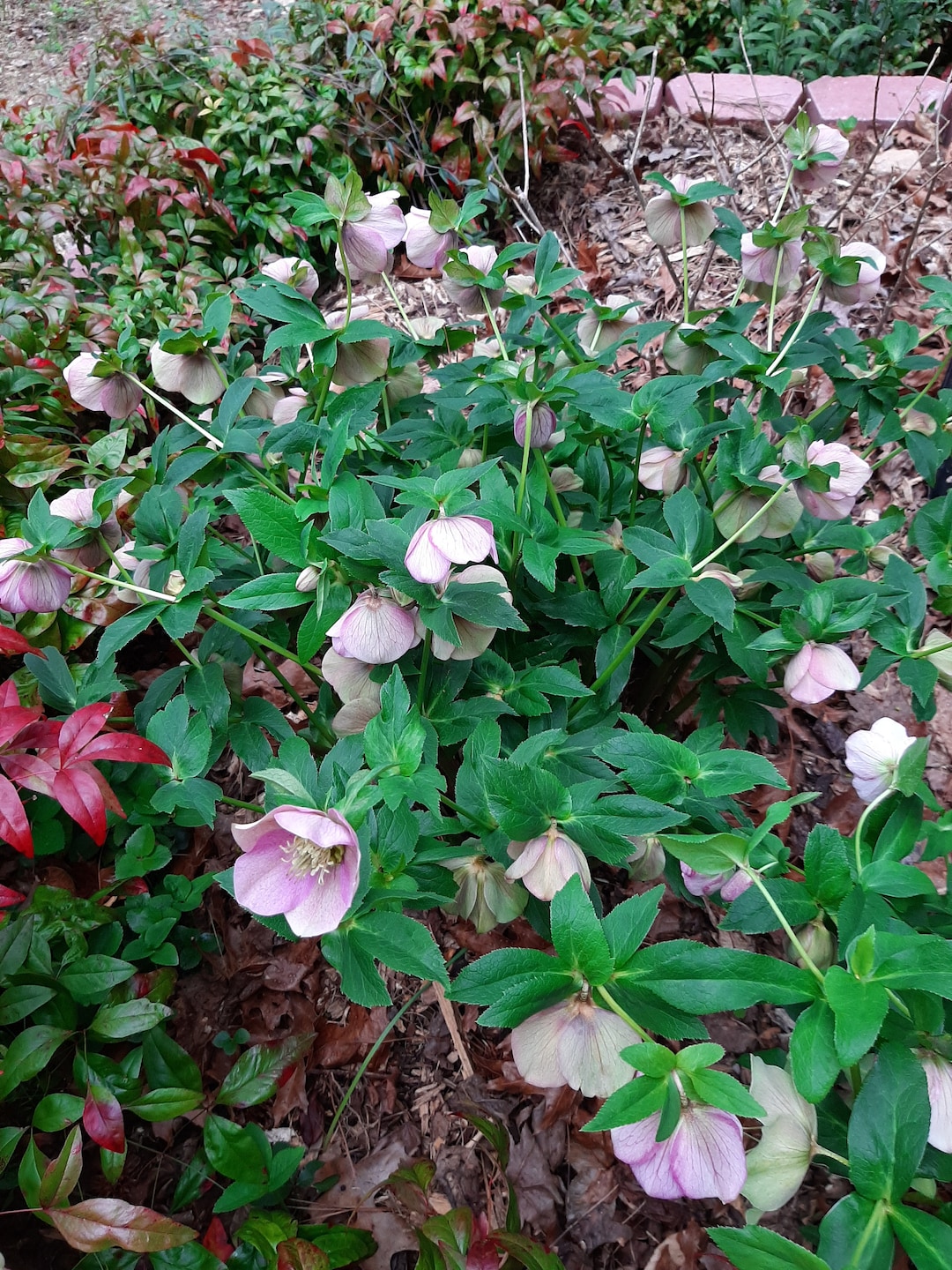 1 Year Old Lenten Rose Seedlings - Mixed Color - Etsy