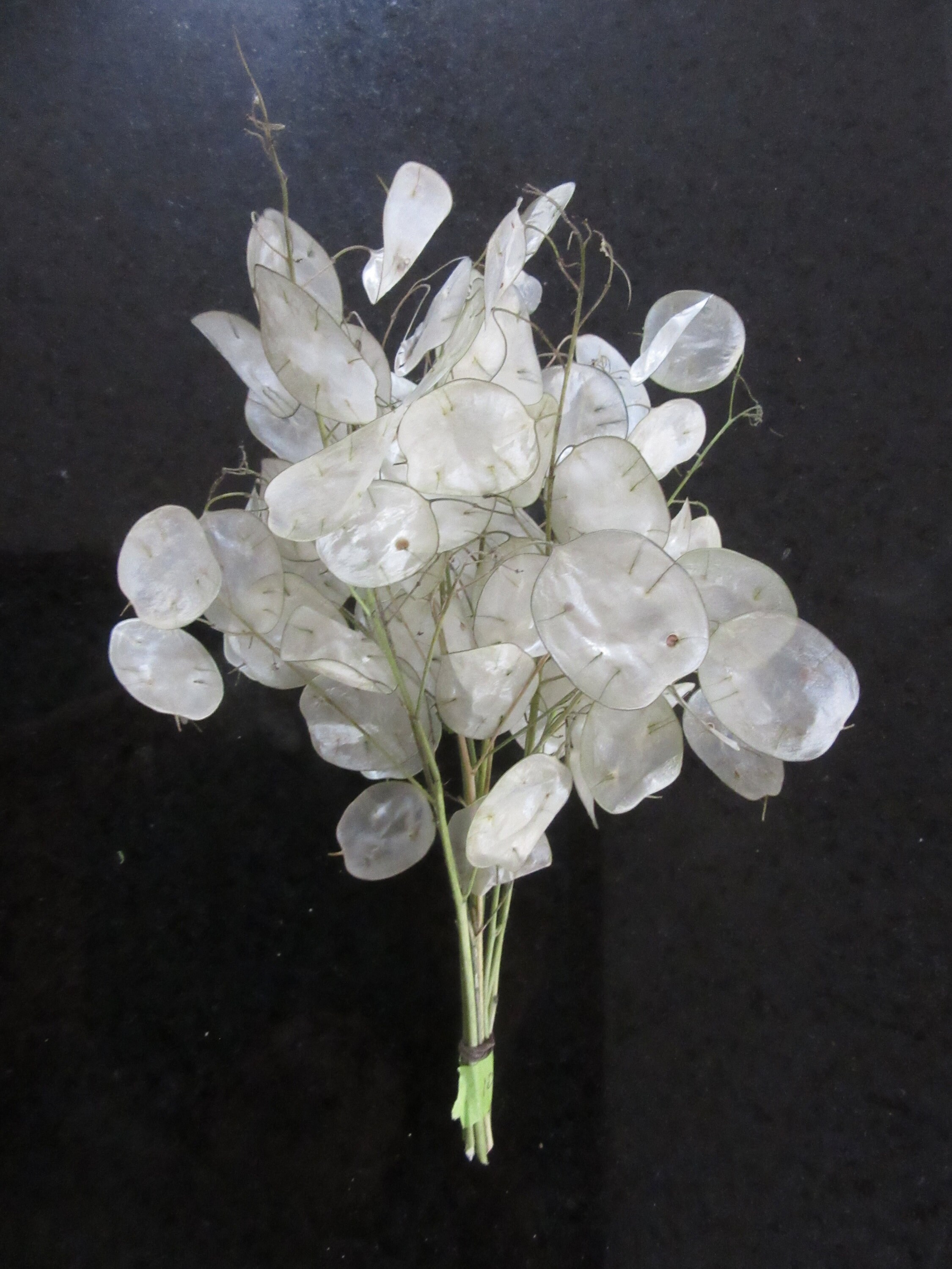 Ten 9 to 10 Dried Lunaria Biennis, Silver Dollar, Money Plant Flower ...
