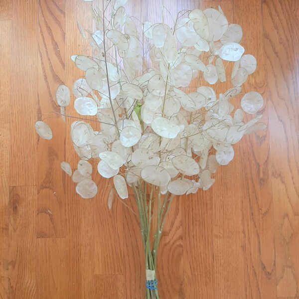 Dried Lunaria - Etsy