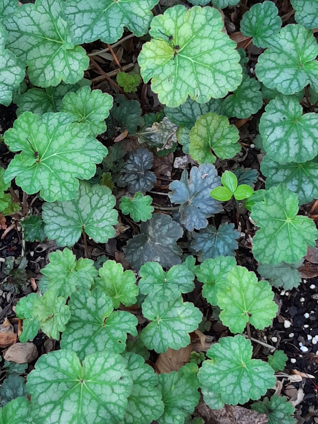 5 Heuchera, Coral Bell "dale's Stain" Starter Plants - Etsy