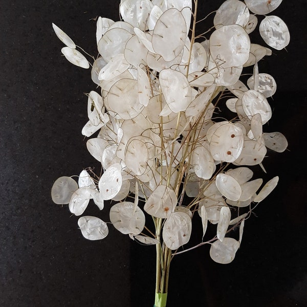 Dry Silver Dollar Plant - Etsy