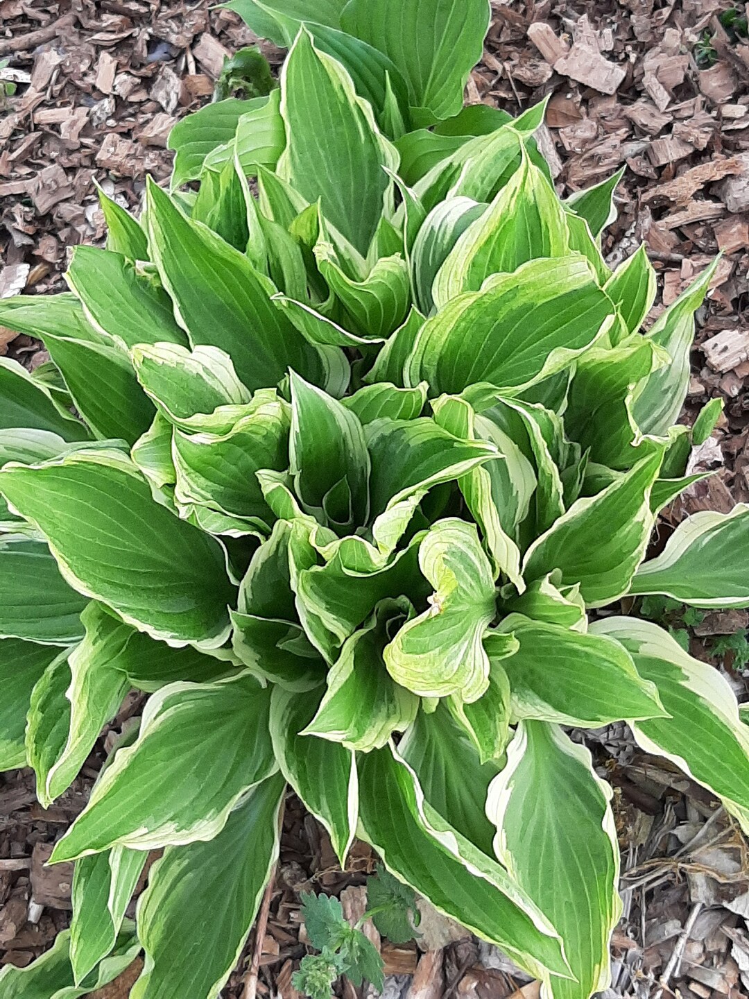 5 Minuteman Hosta Plants - Etsy