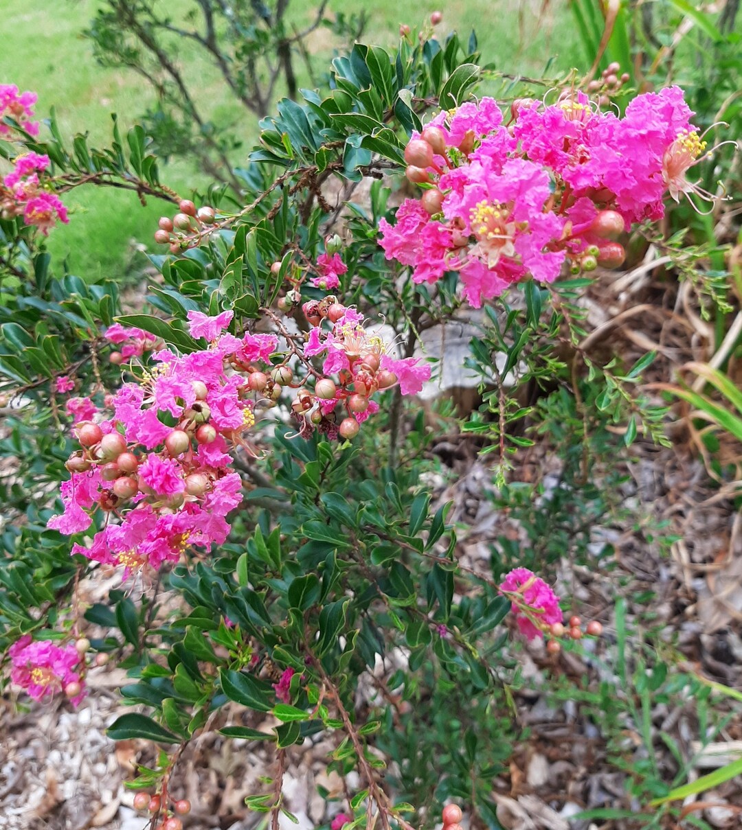 Dwarf Sweetheart Dazzle Crape Myrtle Plant - Etsy