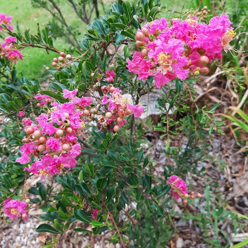 Dwarf Crape Myrtle - Etsy