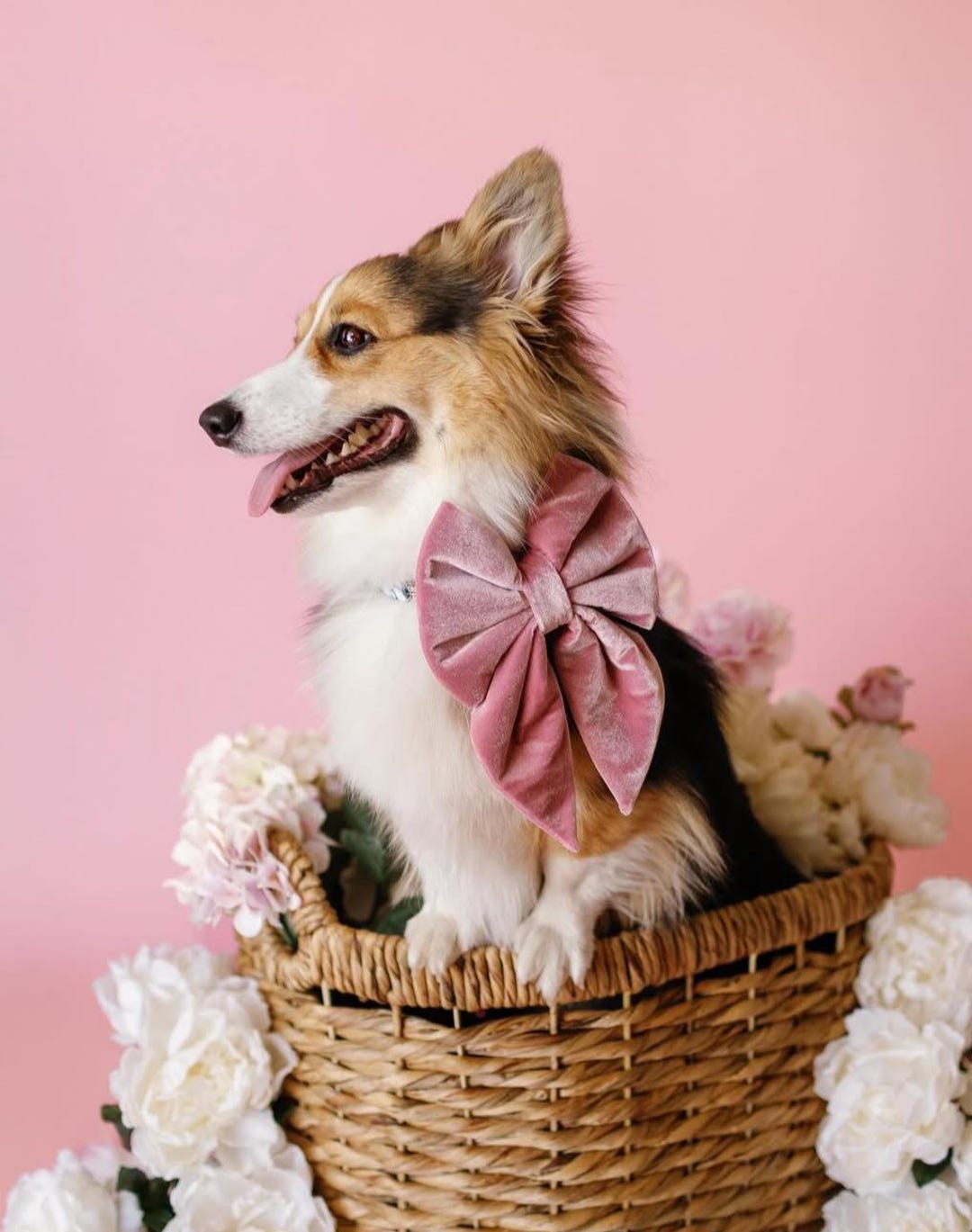 Pink Sailor Bows for Dog Velvet Puppy Sailor Bow Large Bow for Dogs Dog ...