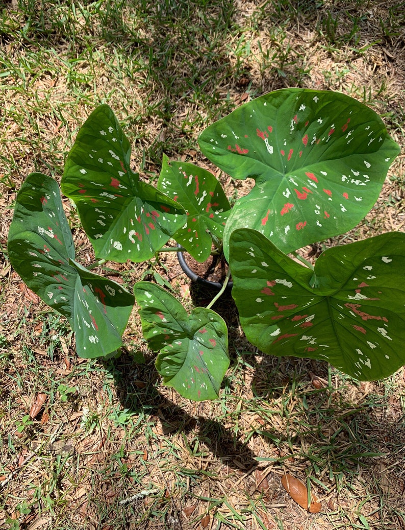 Rare Florida Clown Caladium Live Plant 16 - Etsy