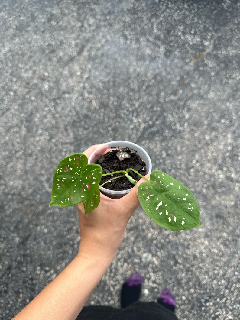 Rare Florida Clown Caladium Live Plant 17 - Etsy