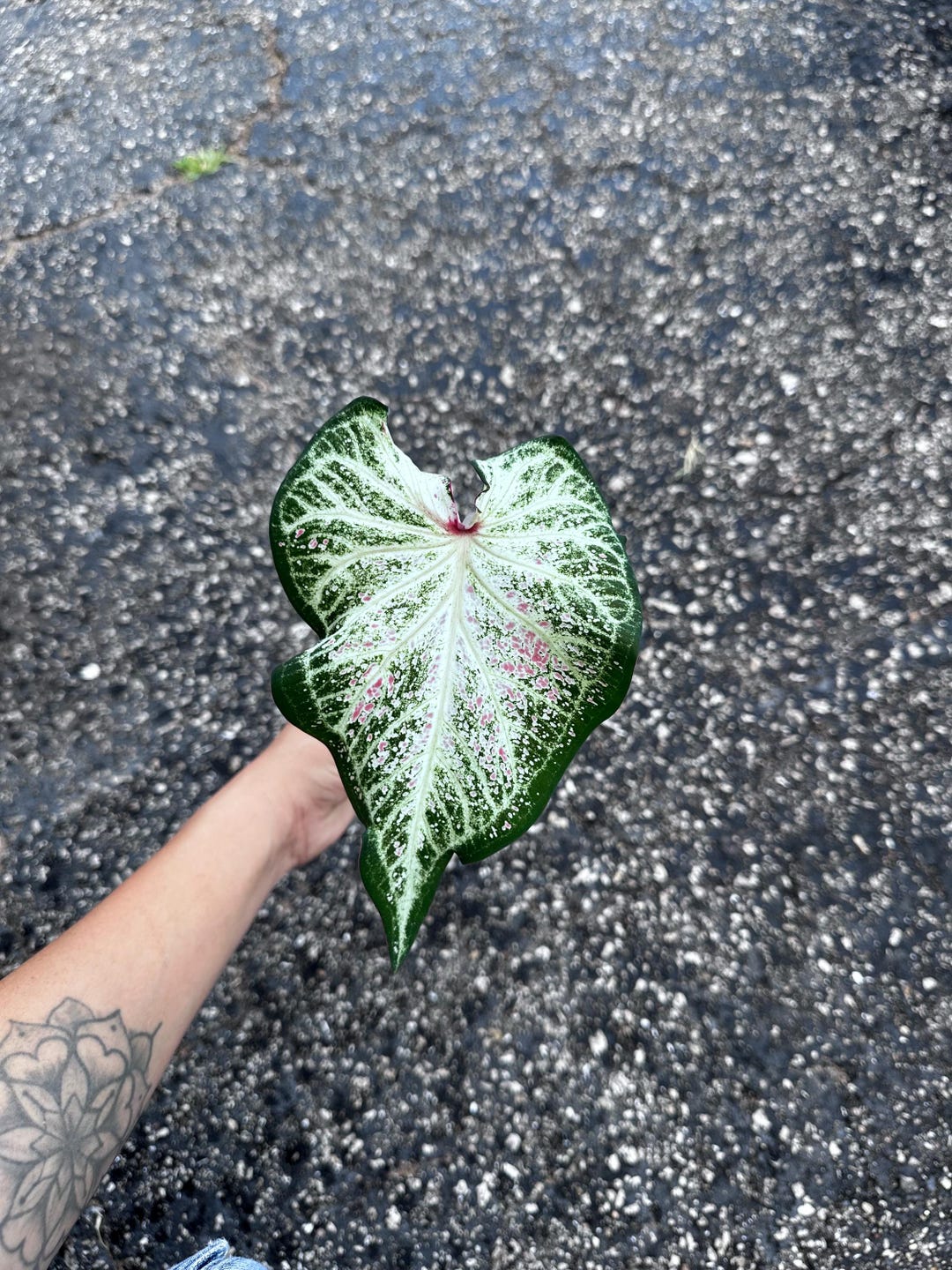 LIVE PLANT Peppermint Caladium #1 - Etsy