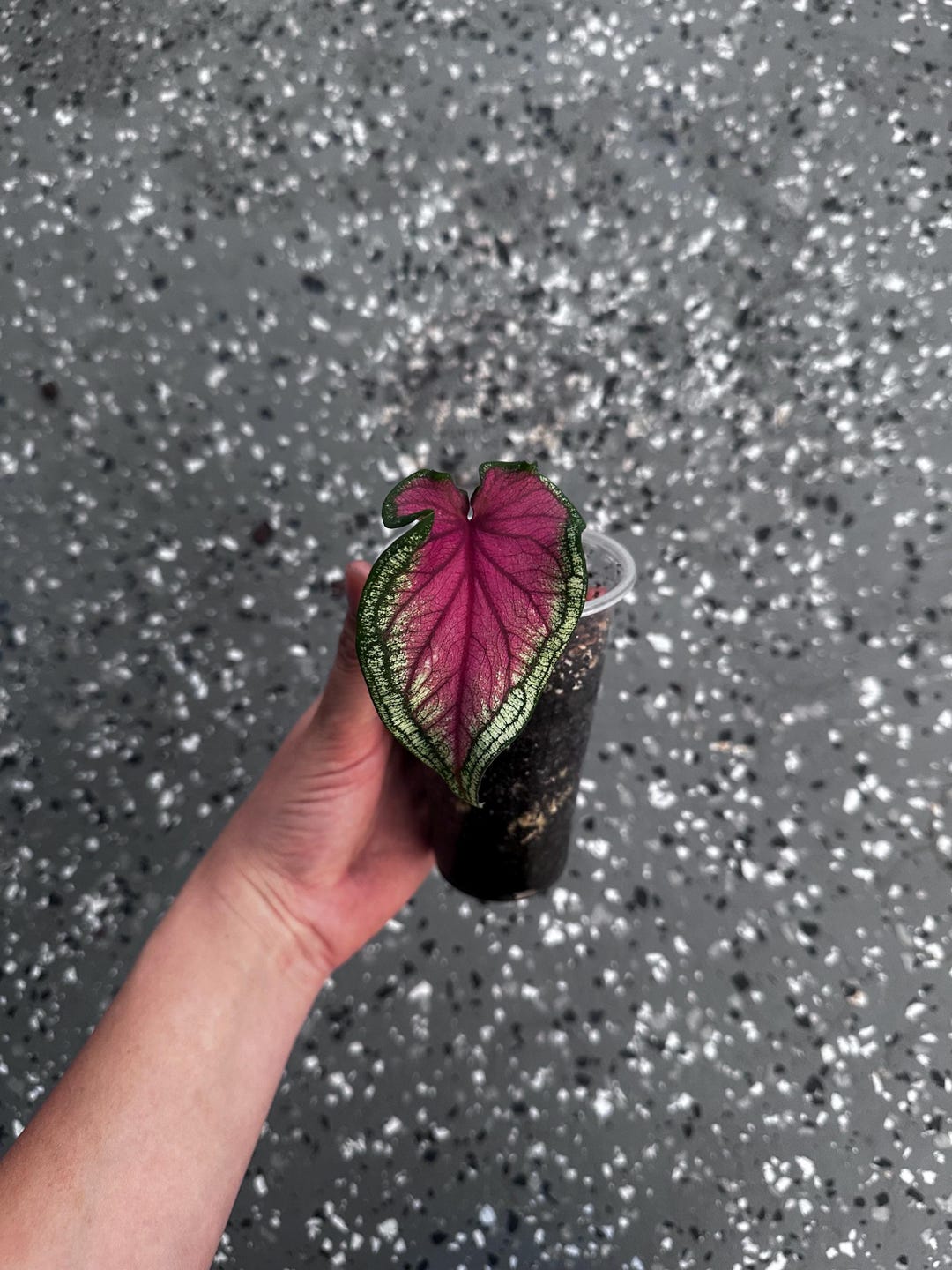 LIVE PLANT Florida Sweetheart Caldium - Etsy