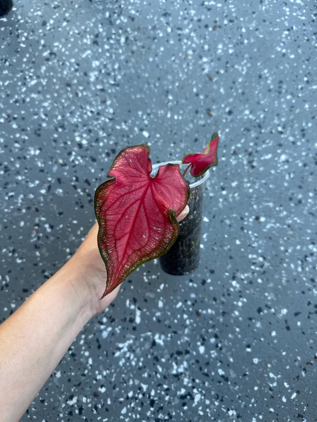 LIVE PLANT Florida Sweetheart Caldium - Etsy