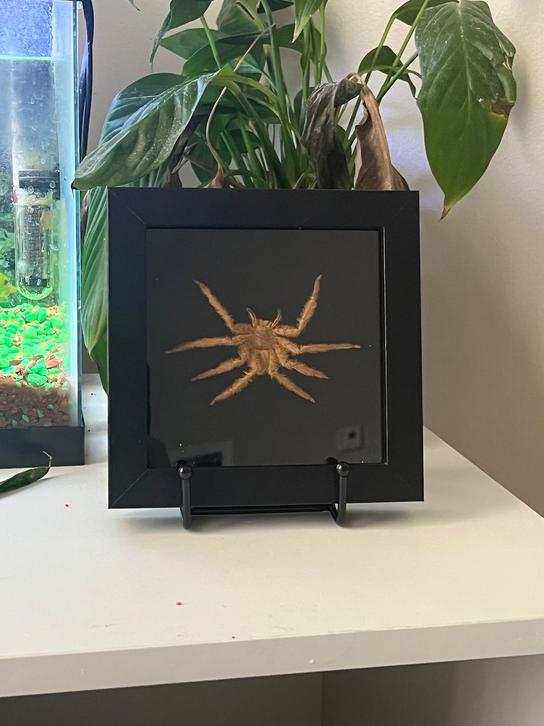 Framed Taxidermy Spider Display, Insect Wall Art, Natural Specimen ...