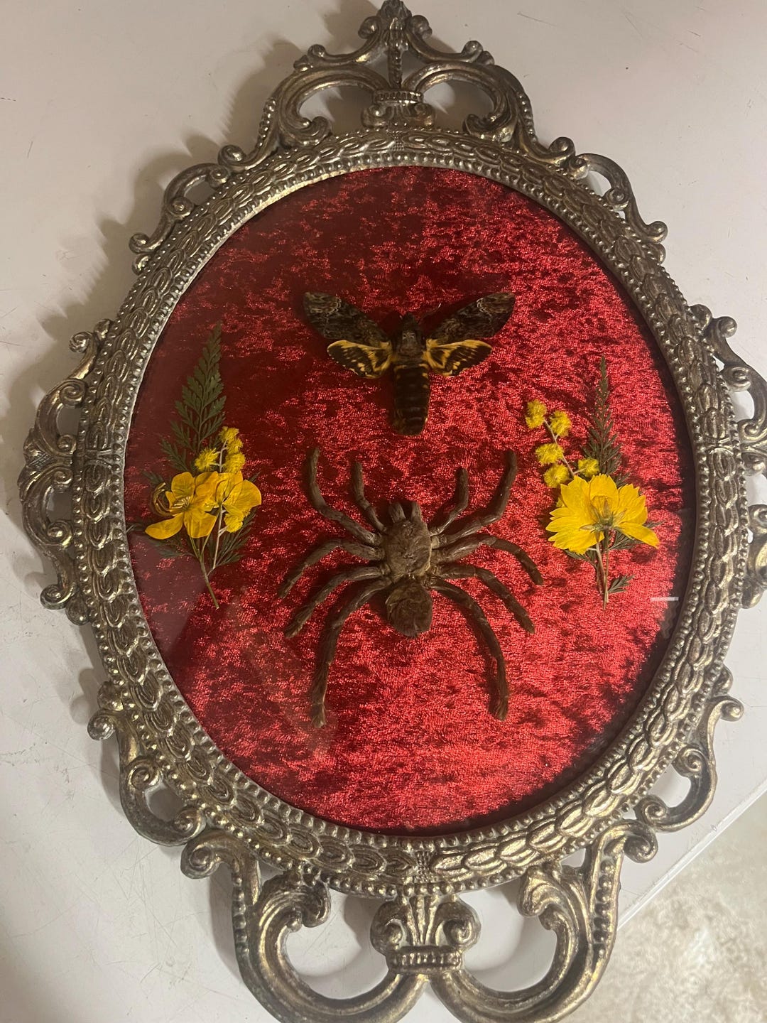 Tarantula Bubble Frame, Ornate Frame, Framed Tarantula, Taxidermy ...