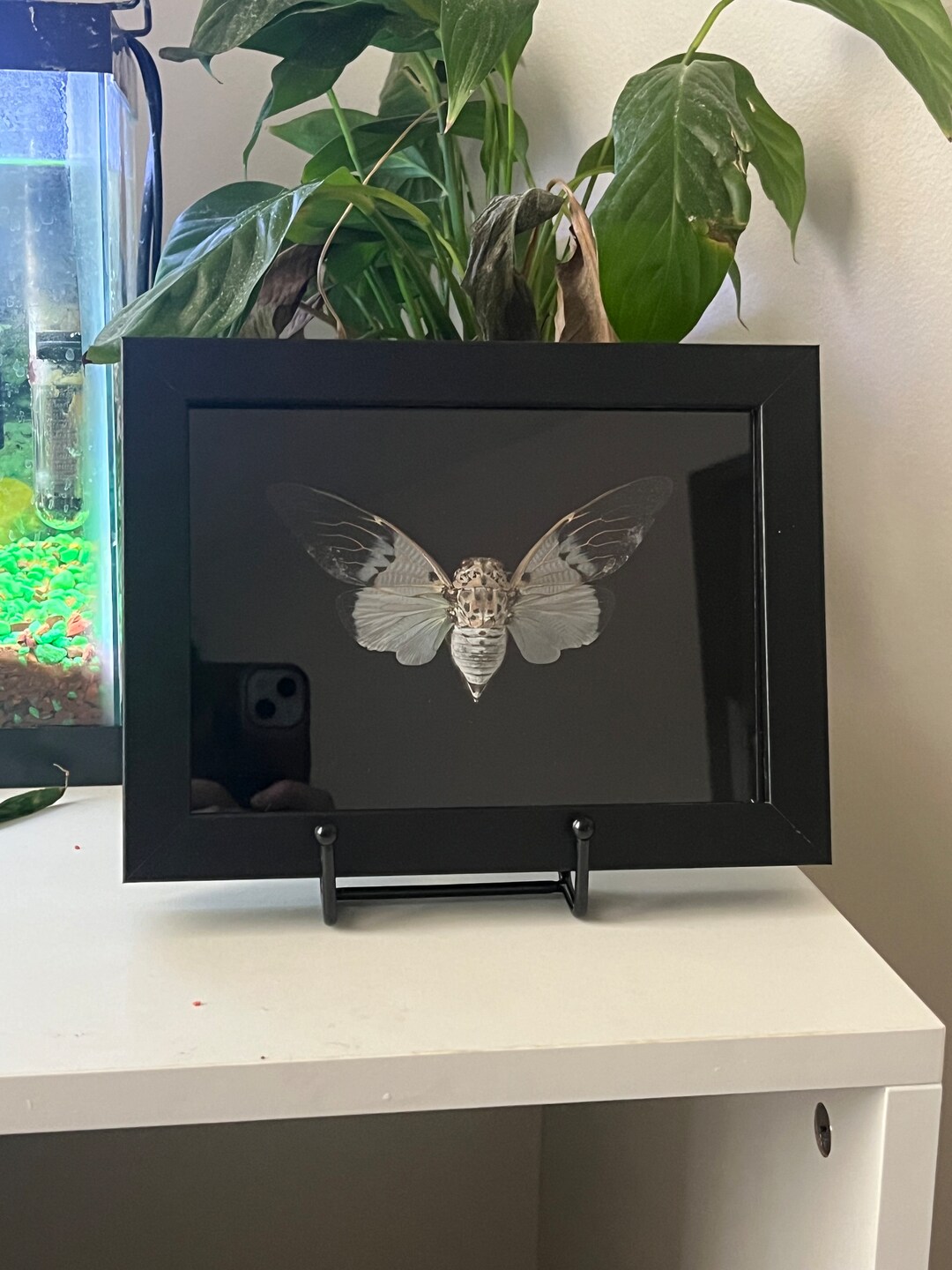 Ghost Cicada, Framed Taxidermy Cicada Display, Insect Wall Art, Natural ...