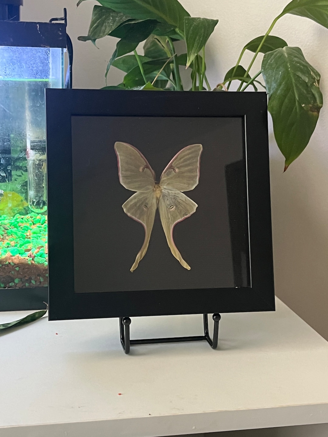 Luna Moth, Framed Taxidermy Moth Display, Insect Wall Art, Natural ...
