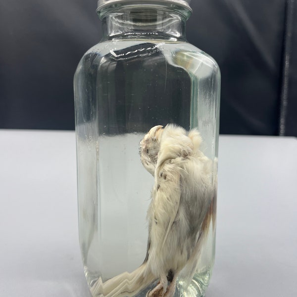 Specimen Jar - Etsy