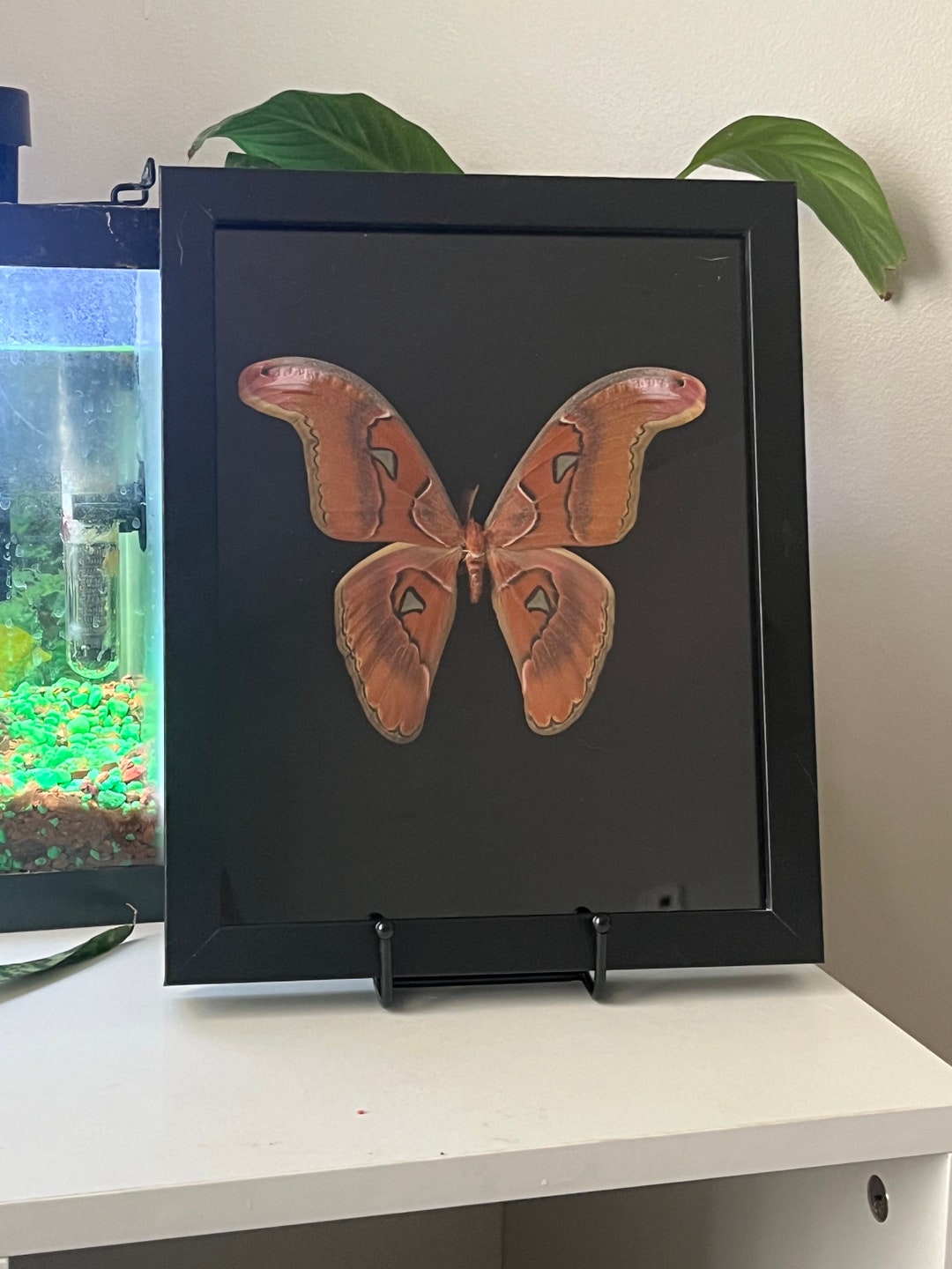 Atlas Moth, Framed Taxidermy Moth Display, Insect Wall Art, Natural ...