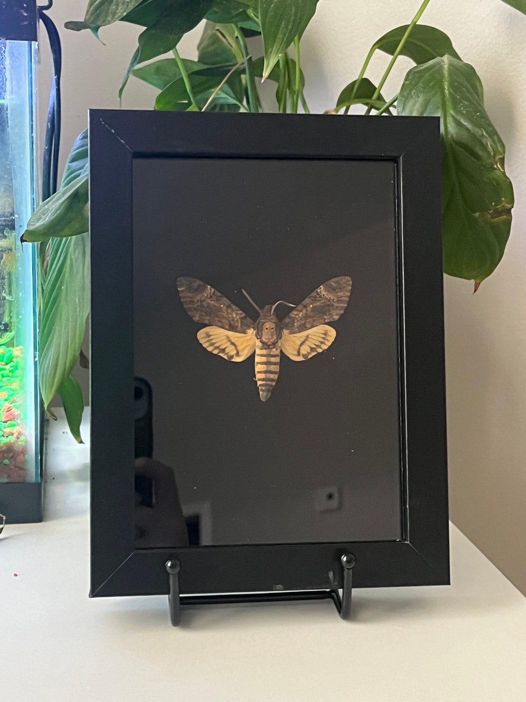 Death Head Hawk Moth, Framed Taxidermy Moth Display, Insect Wall Art ...