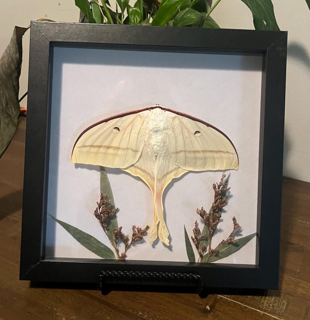Female Indian Moon Moth Shadow Box Display, Entomology, Taxidermy ...