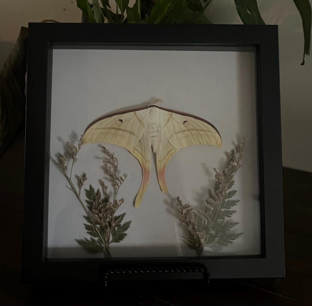 Male Indian Moon Moth Shadow Box Display, Entomology, Taxidermy ...