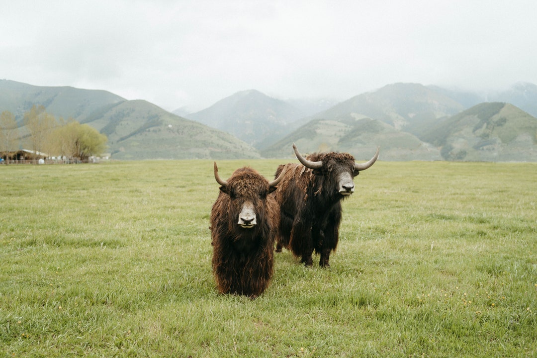Yak in Color Landscape - Etsy