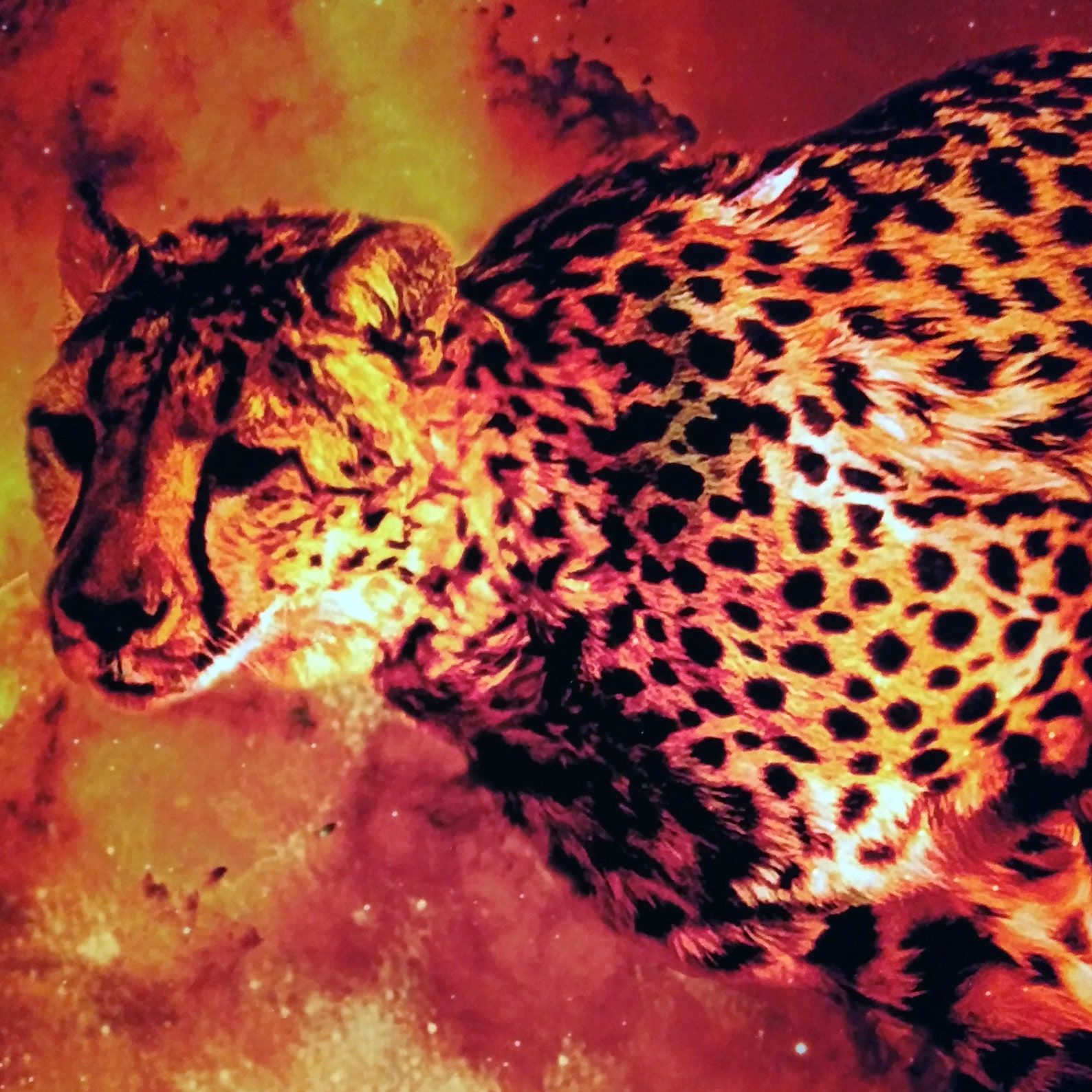 Cheetah Firecat - Fine Art Limited Edition Giclee Print of Original ...
