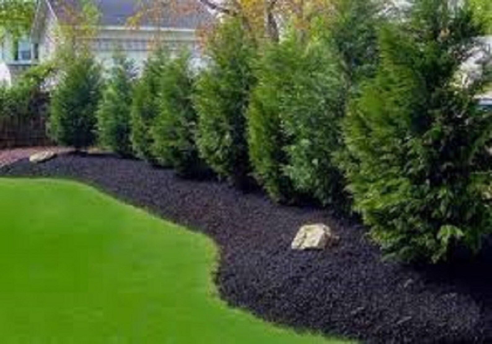 Leyland Cypress-10 Unrooted Cuttings.fastest Growing Conifer! Sale on ...