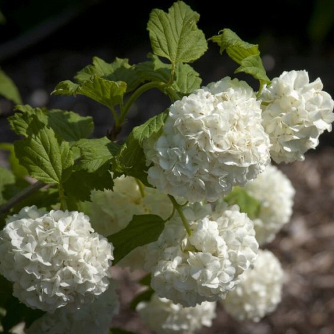 10 Japanese Snowball Unrooted Cuttings-lovely Blooms Sale on - Etsy