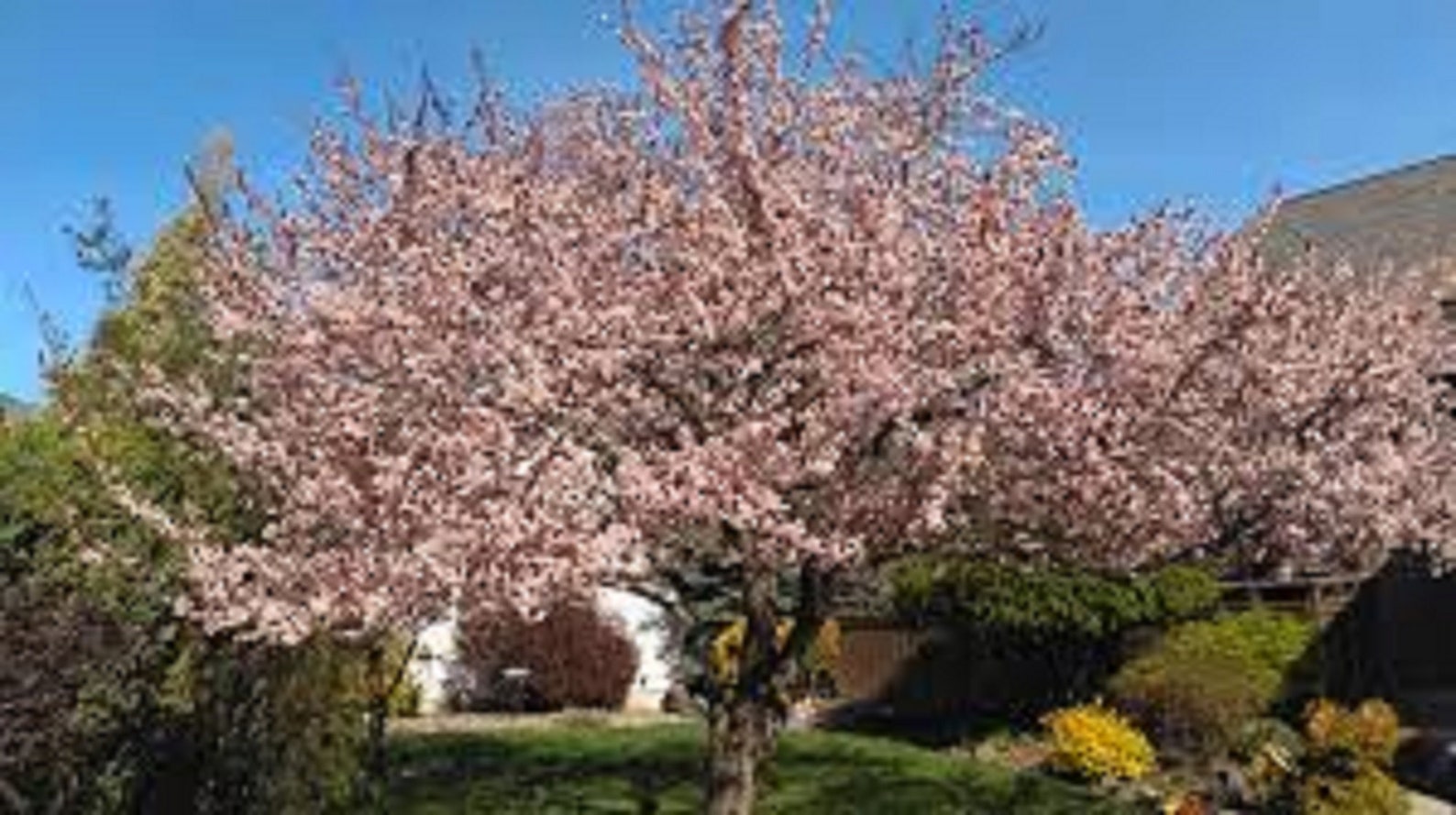 8 Cistena Plum Tree Unrooted Cuttings Purple Foliage- Pink Blooms! Sale ...