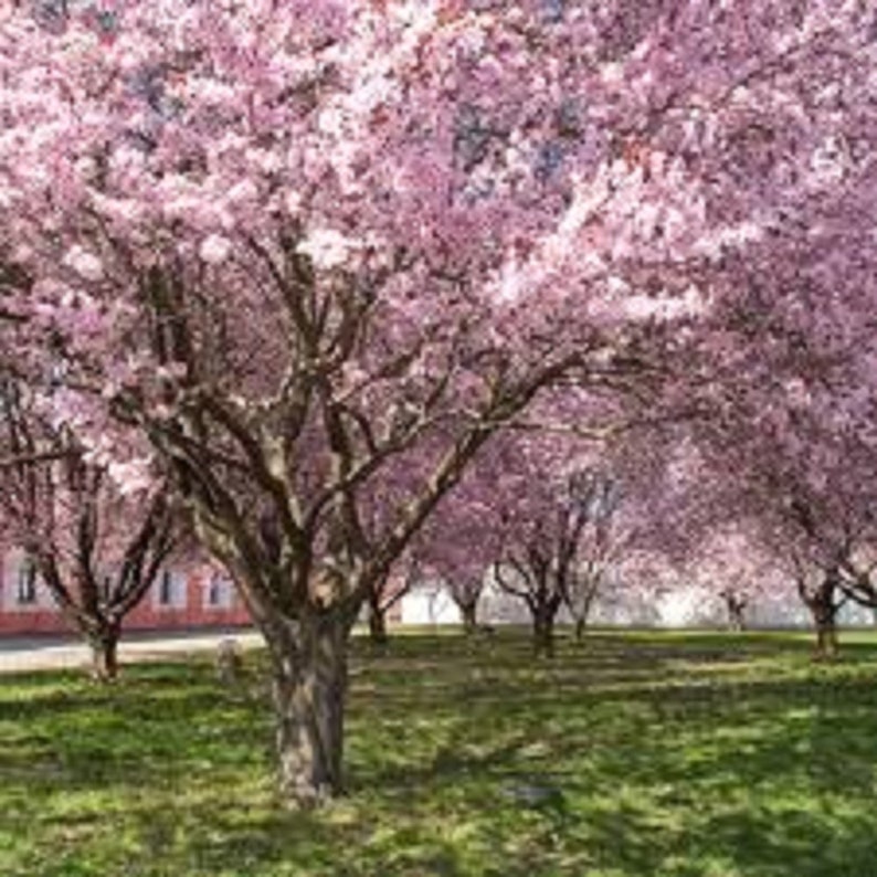 8 Cistena Plum Tree Unrooted Cuttings Purple Foliage- Pink Blooms! - Etsy
