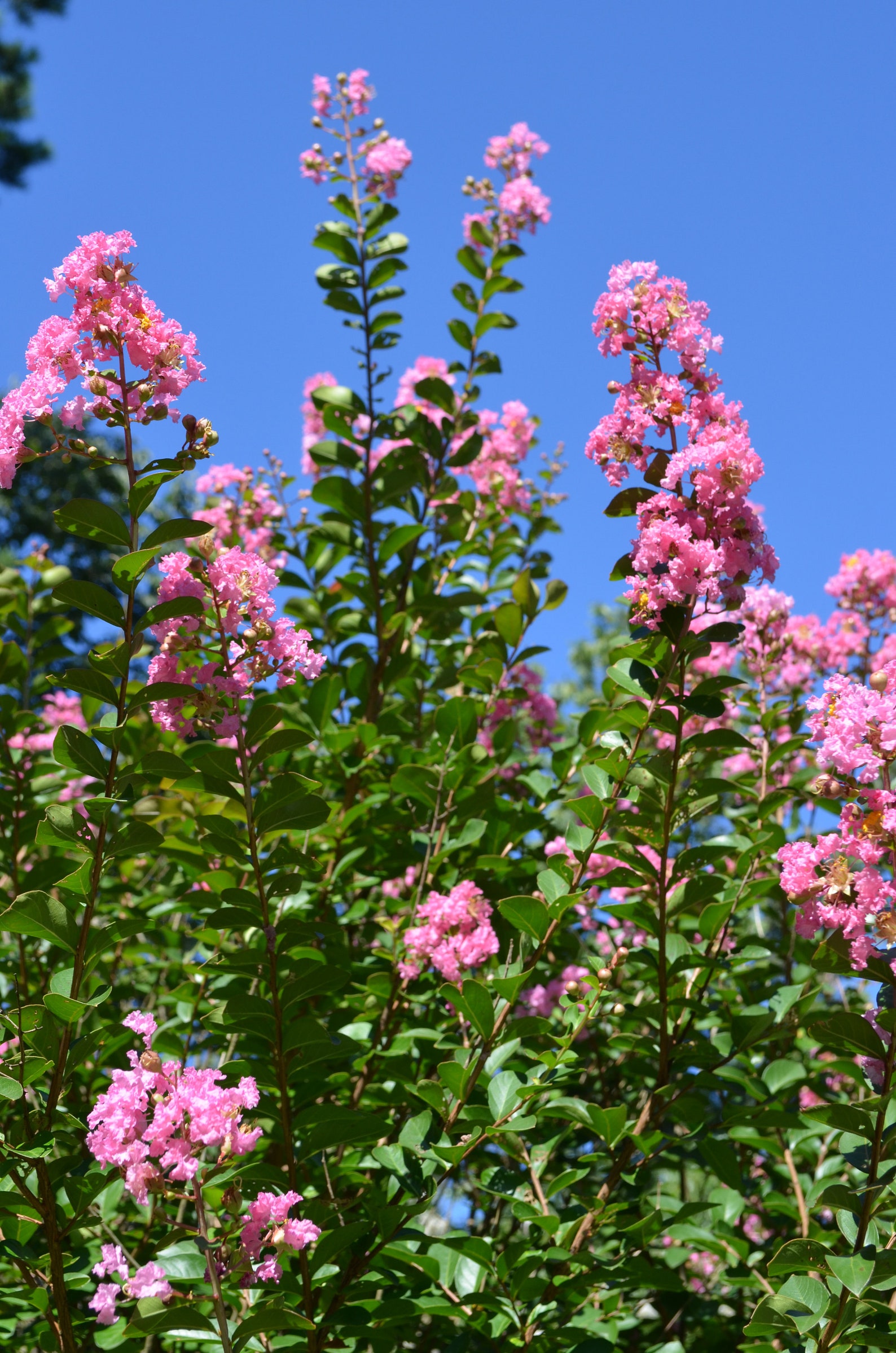 10 Pink Velour Crape Myrtle Shrub Unrooted Cuttings- Large Blooms!! - Etsy