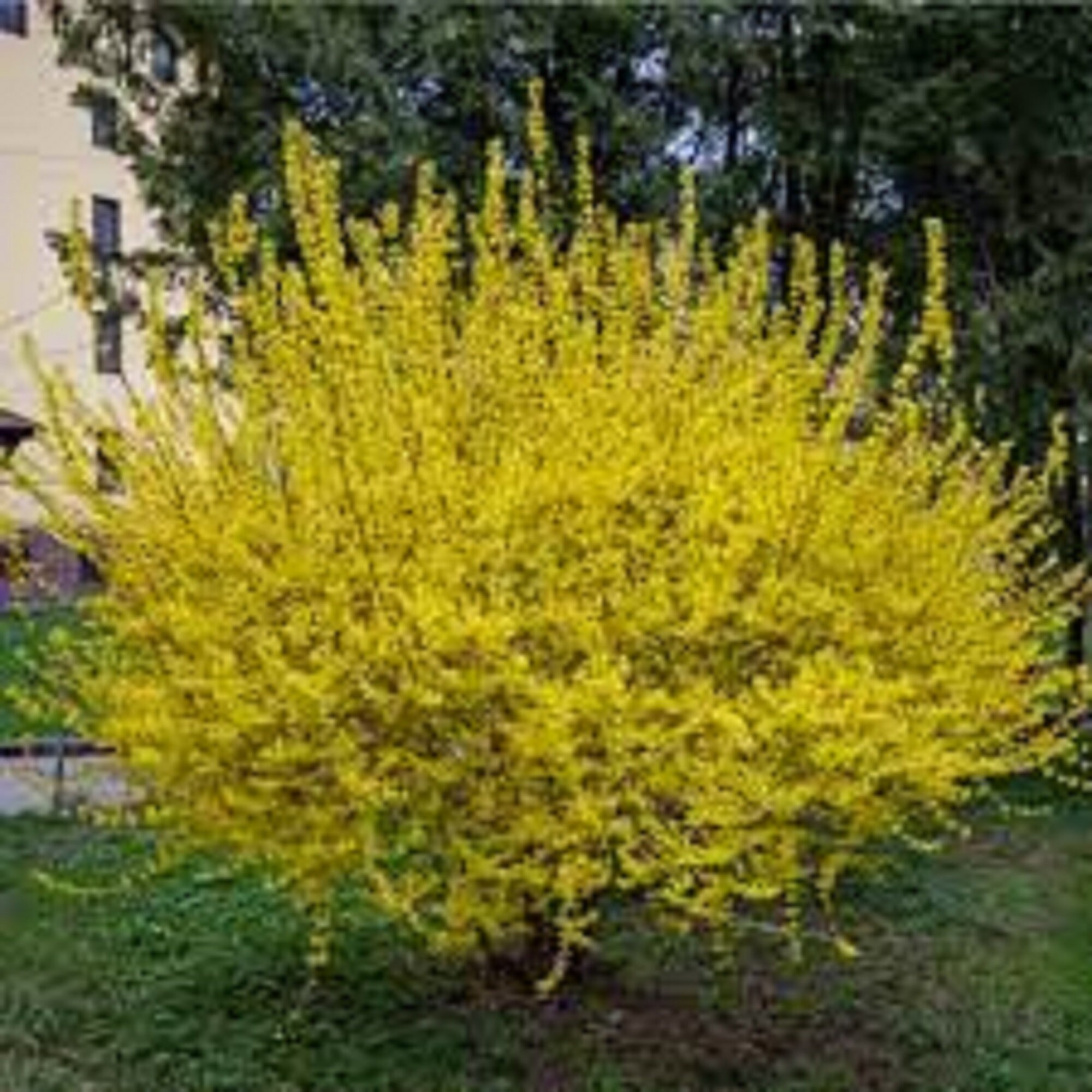 10 Yellow Forsythia Shrub Unrooted Cuttings-yellow Blooms! Sale on All ...