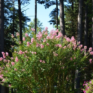 10 Pink Velour Crape Myrtle Shrub Unrooted Cuttings- Large Blooms!! - Etsy