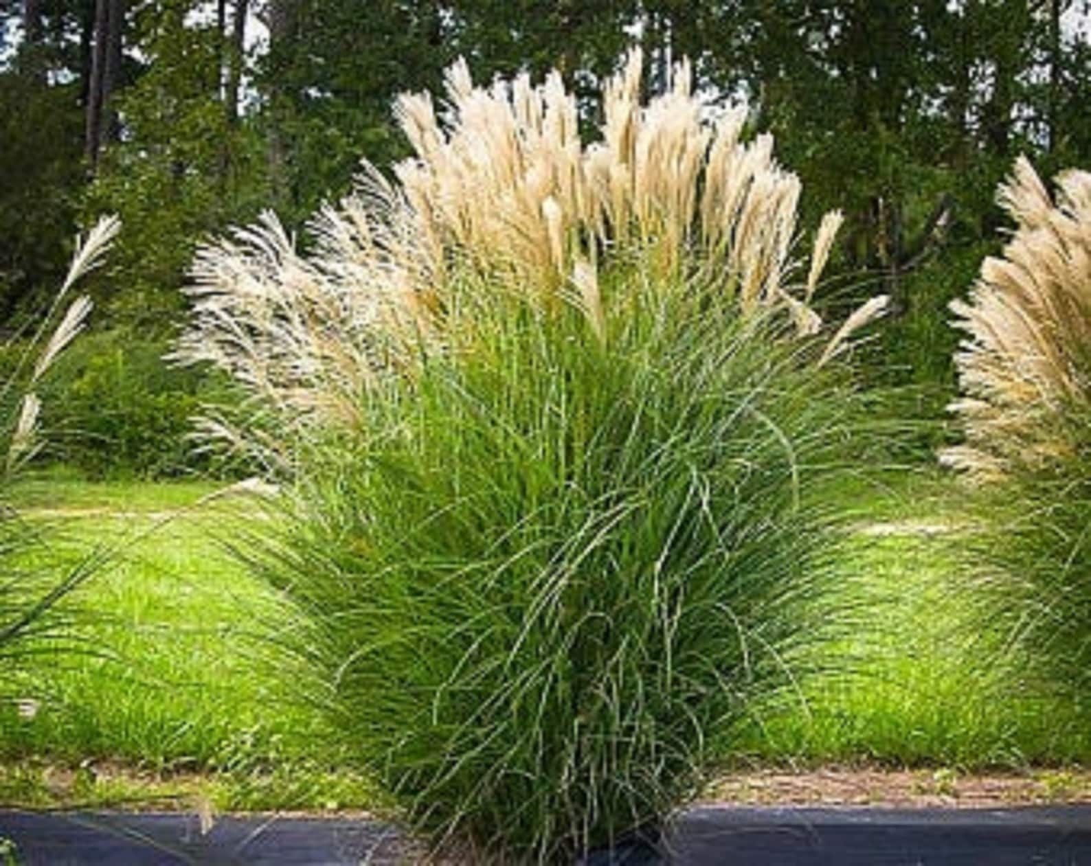 Miscanthus Morning Light Ornamental Grass-5-6 ft. | Etsy