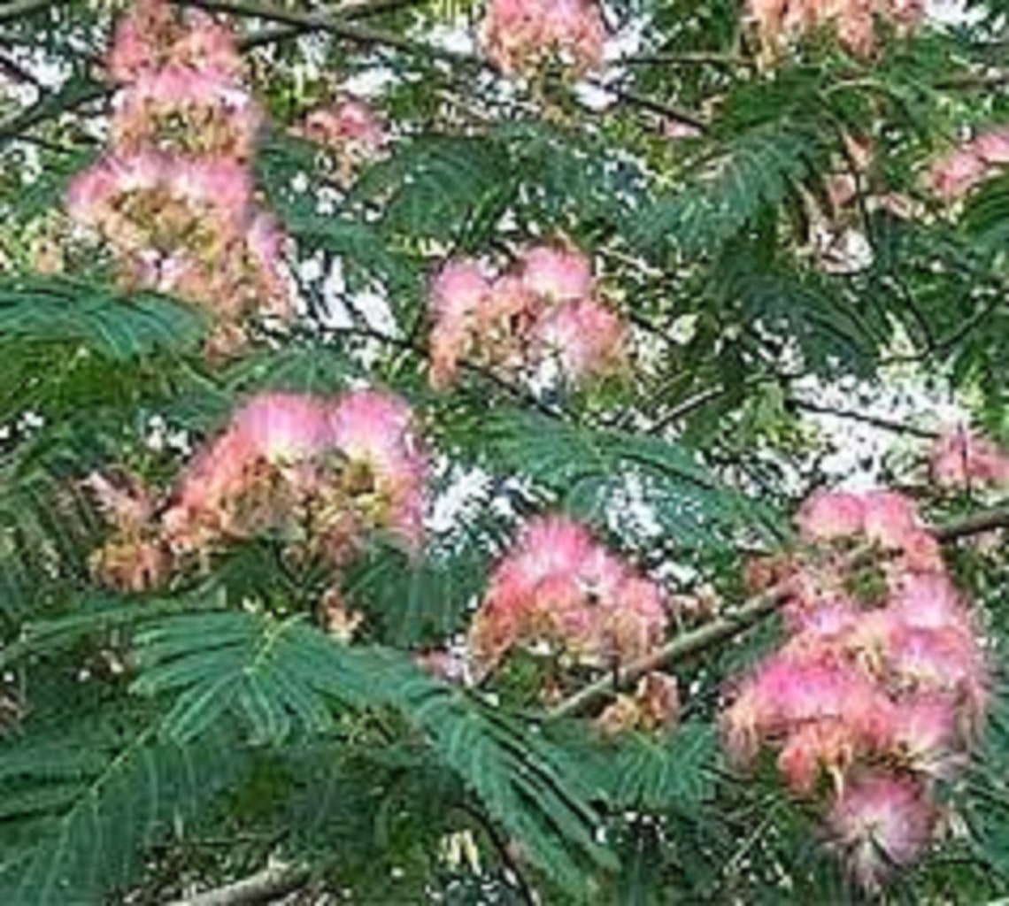 10 Mimosa-silk Tree Unrooted Cuttings. Beautiful Pink Blooms! Sale on ...