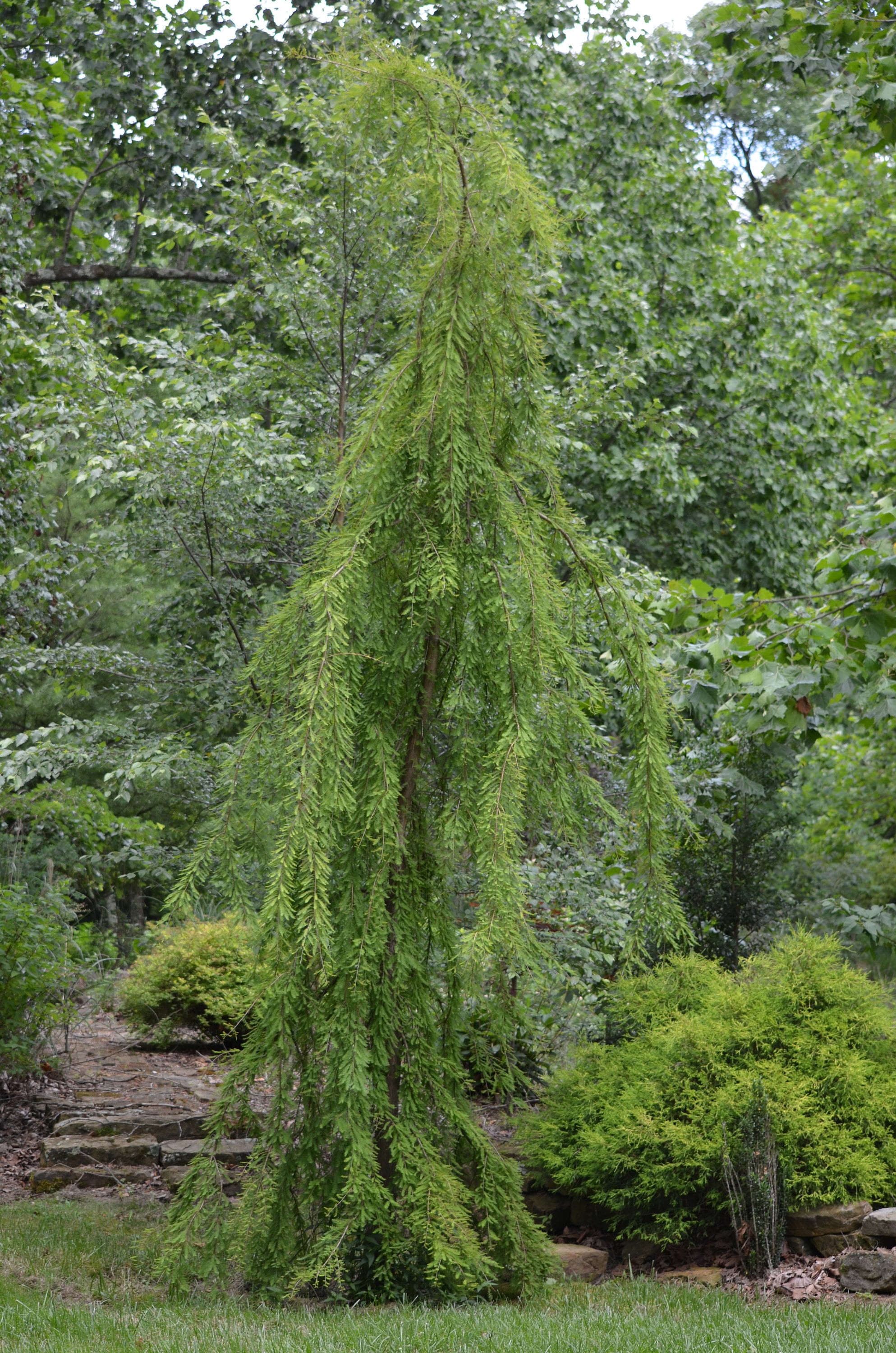 6 Weeping Bald Cypress Tree Unrooted Cuttings- Evergreen! Sale on All ...