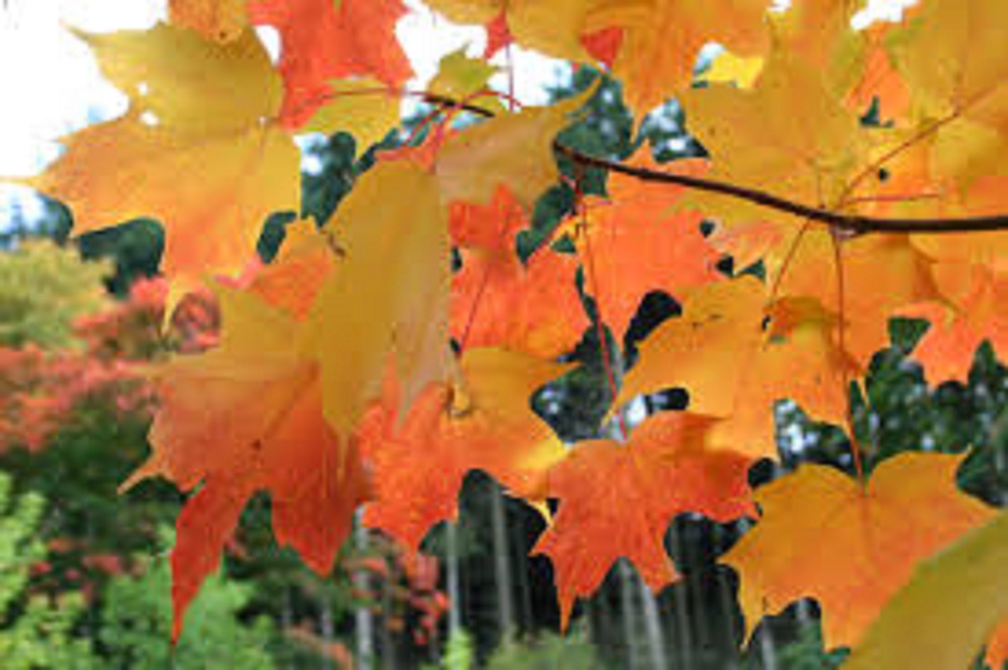 10 Sugar Maple Tree Unrooted Cuttings - Fast Growing Shade Tree - Etsy