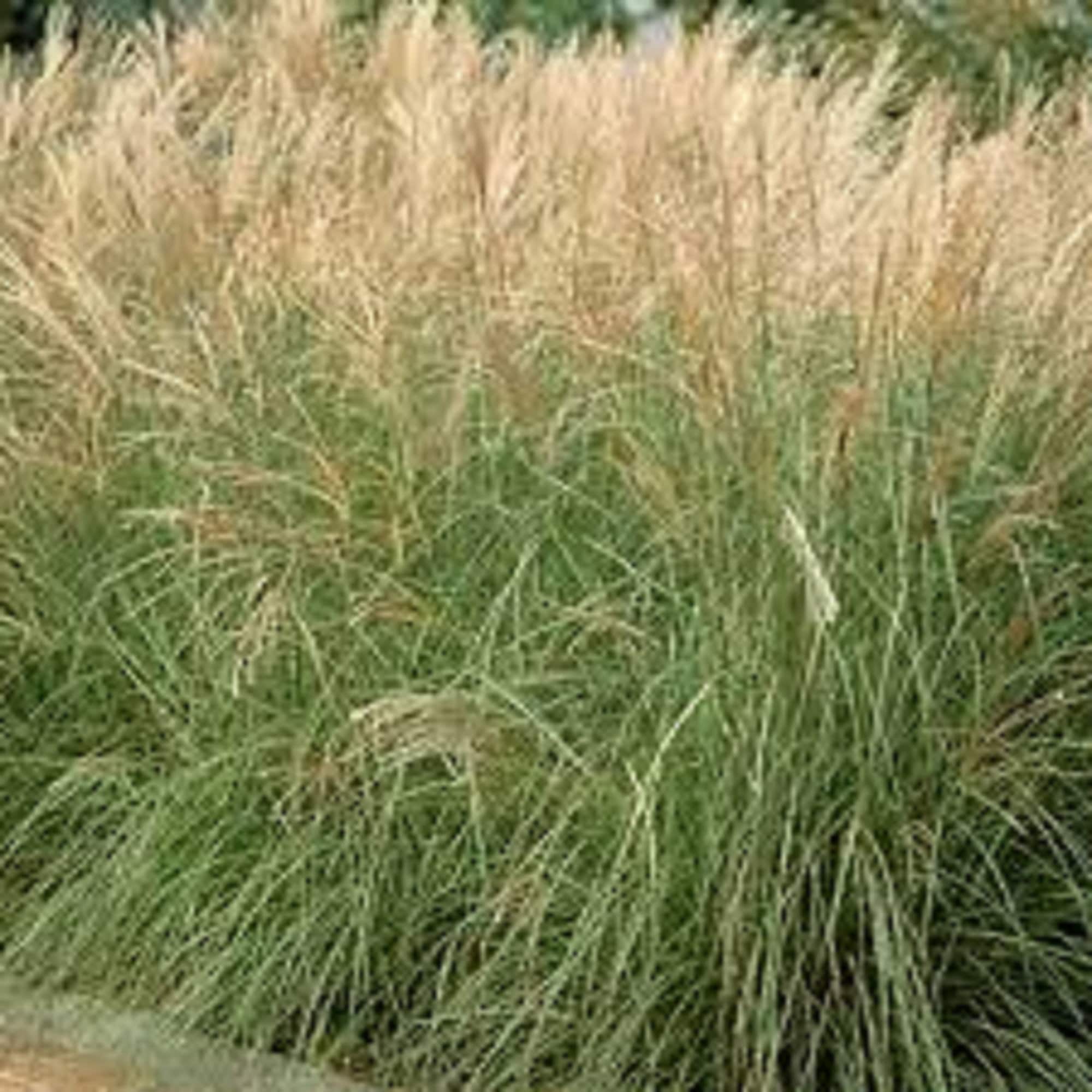 Miscanthus Morning Light Ornamental Grass 5 6 Ft Etsy